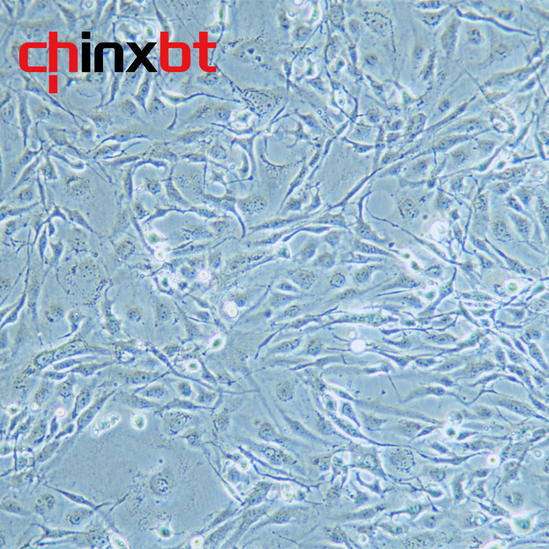 8305C 人甲状腺癌细胞(未分化)_南京中欣博泰生物技术有限公司