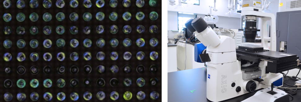 Polymorph,Salt,Co-crystal,Amorphous_One North Pharmaceutical Research ...